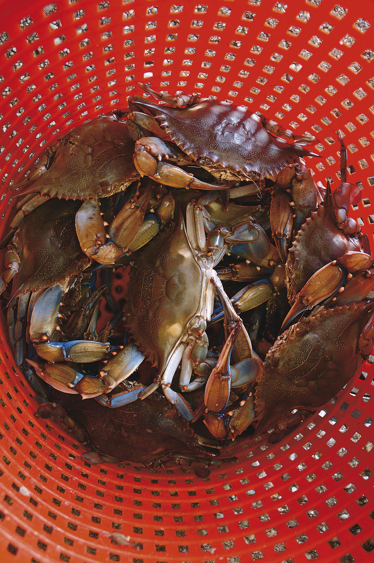 Best Crab Houses 2004 - Baltimore Magazine