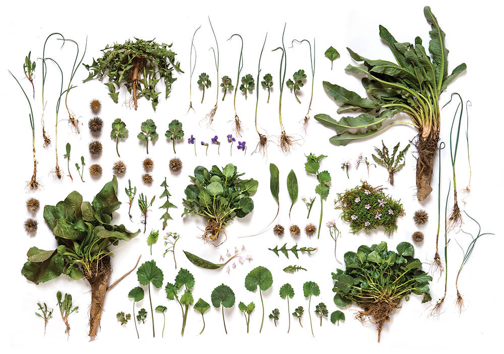 Local Foragers Go Into the Woods