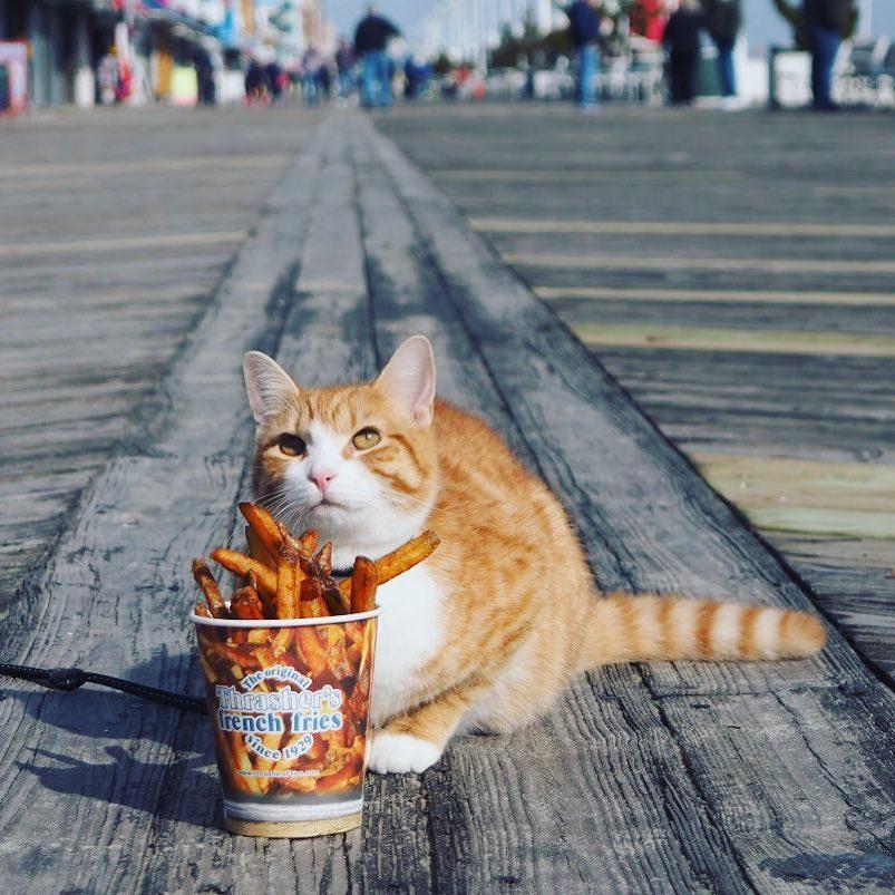Pip The Beach Cat Makes Us Want to Hightail it to Ocean City ...