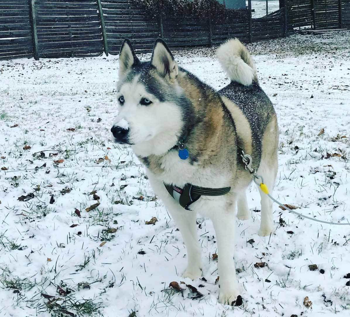 Local Husky Will Star in Animal Planet’s First-Ever Dog Bowl ...