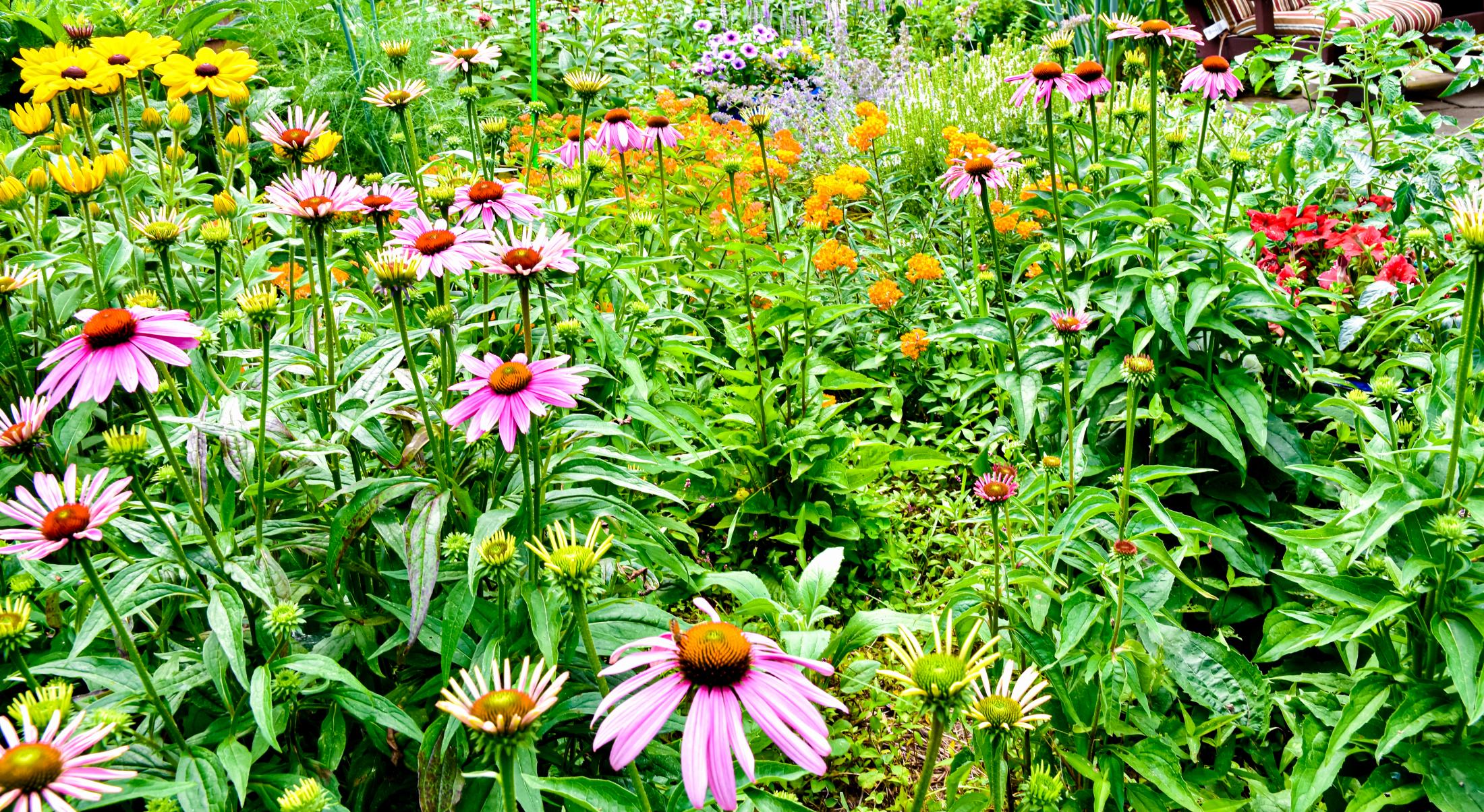 Native Plants: A Local’s Guide to Keeping Horticulture Close to Home