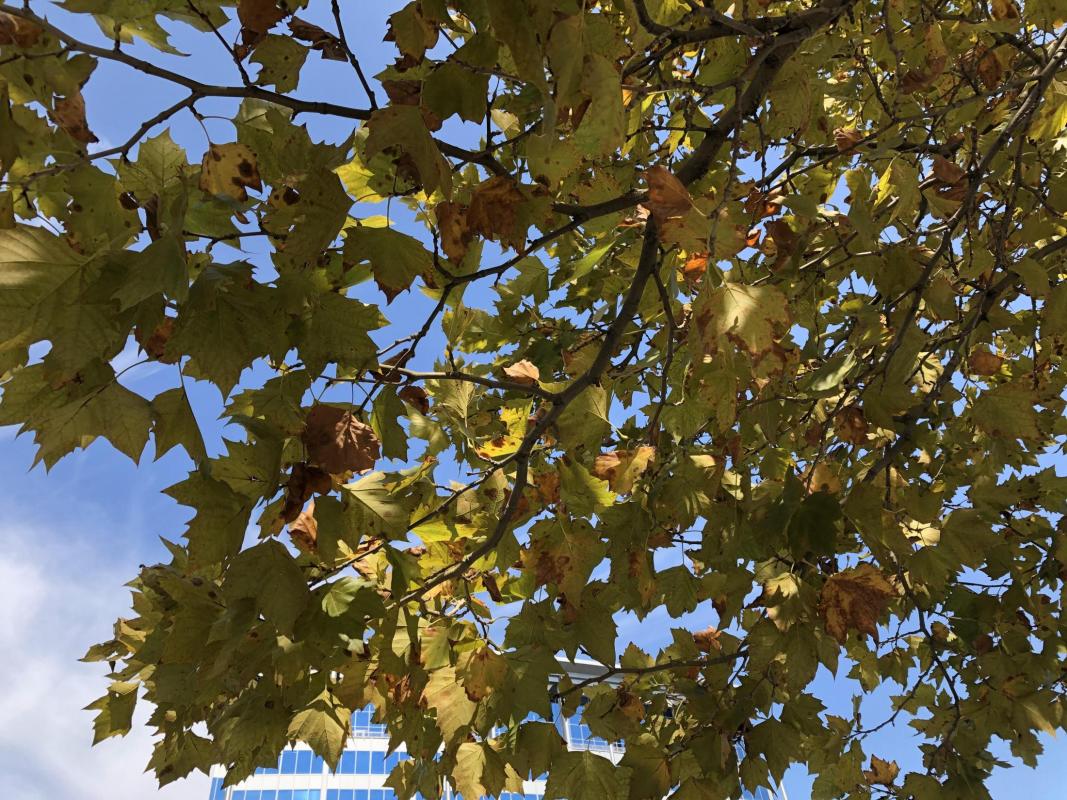 Beautiful Destinations to Experience Fall Foliage in Baltimore and Beyond