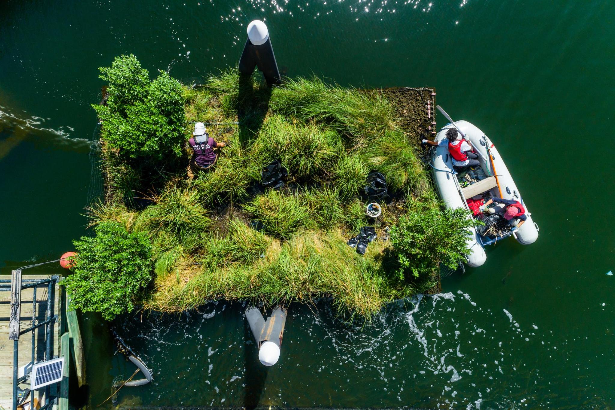 Floating Wetlands Show Possibility of Inner Harbor Restoration