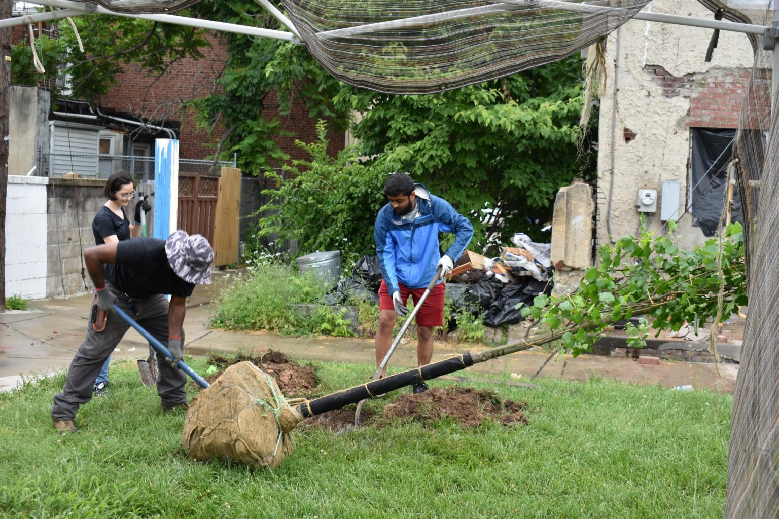 How Baltimore Tree Trust Plans to Grow The City’s Tree Canopy