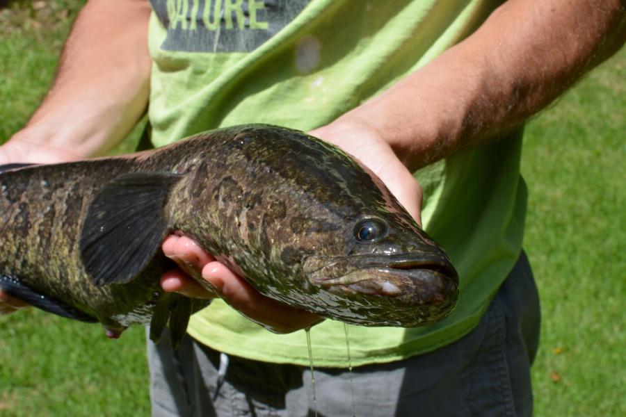 The Northern Snakehead: Ugly to Look At, But Delicious and Sustainable ...