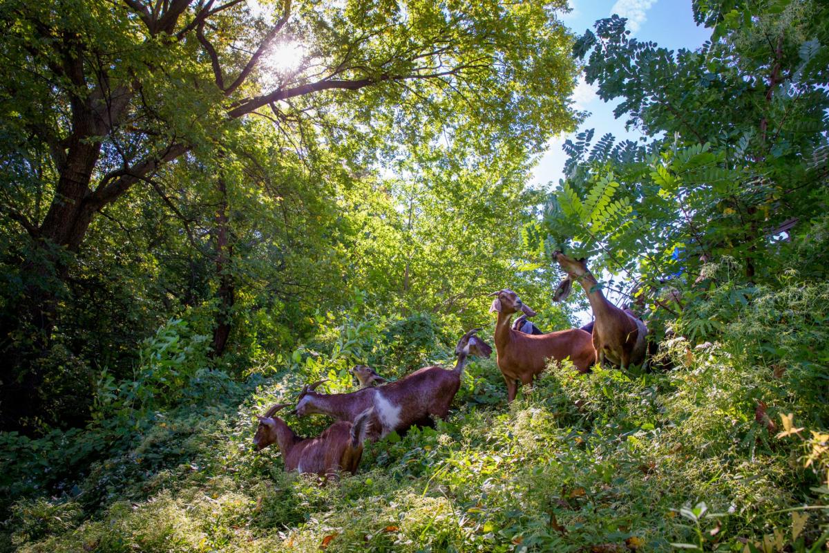 Goats Returning to BMA Slope Friday to Clear Excess Vegetation