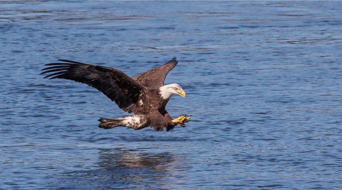 The Conowingo Dam is One of the Best Spots in the U.S. for Seeing Bald ...