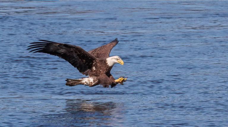 The Conowingo Dam is One of the Best Spots in the U.S. for Seeing Bald ...