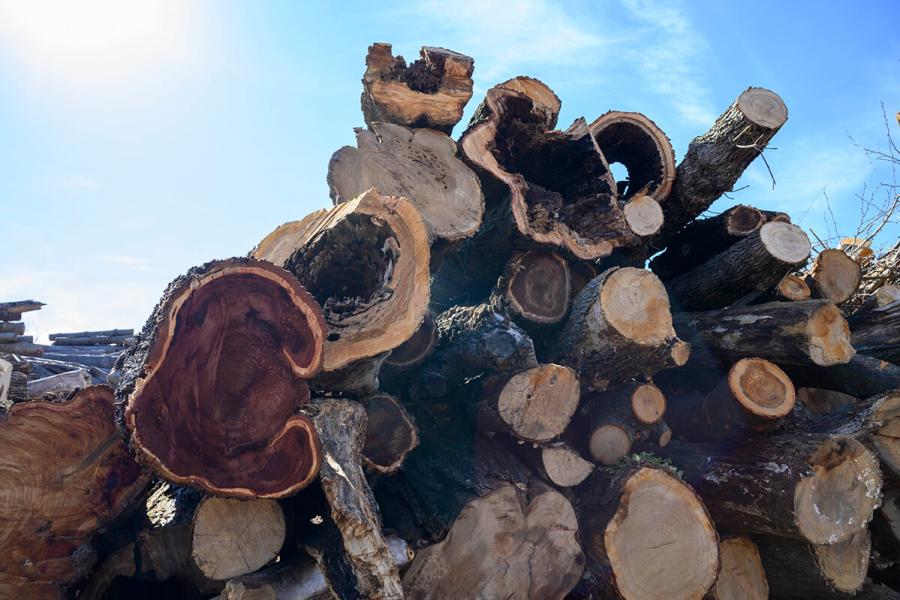At Camp Small, City Foresters Give Local Trees a Second Life