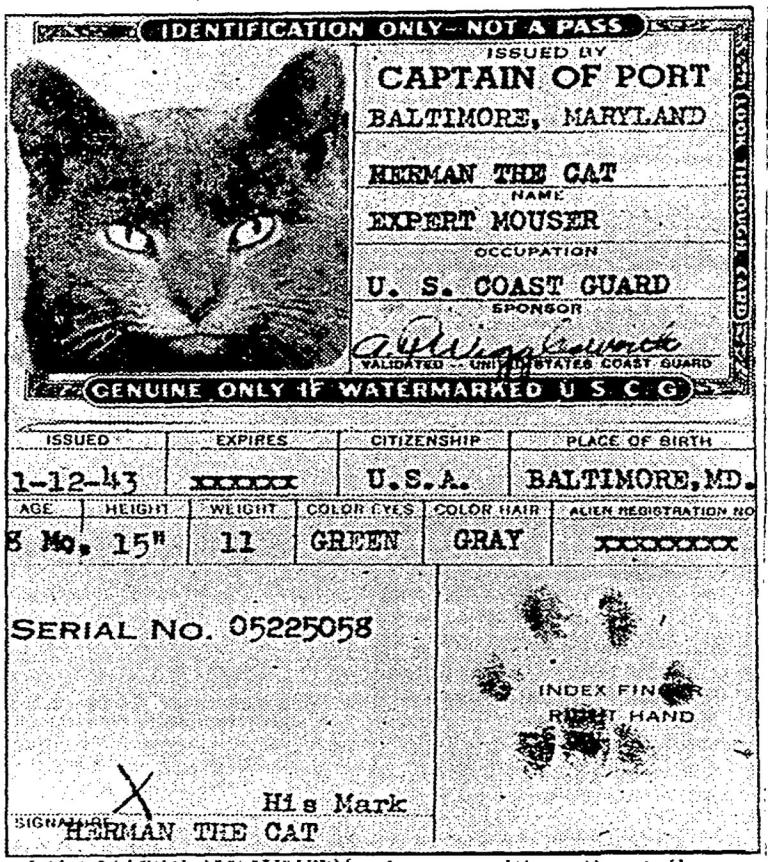 The Story of the Baltimore Cat That Joined the Coast Guard During World ...