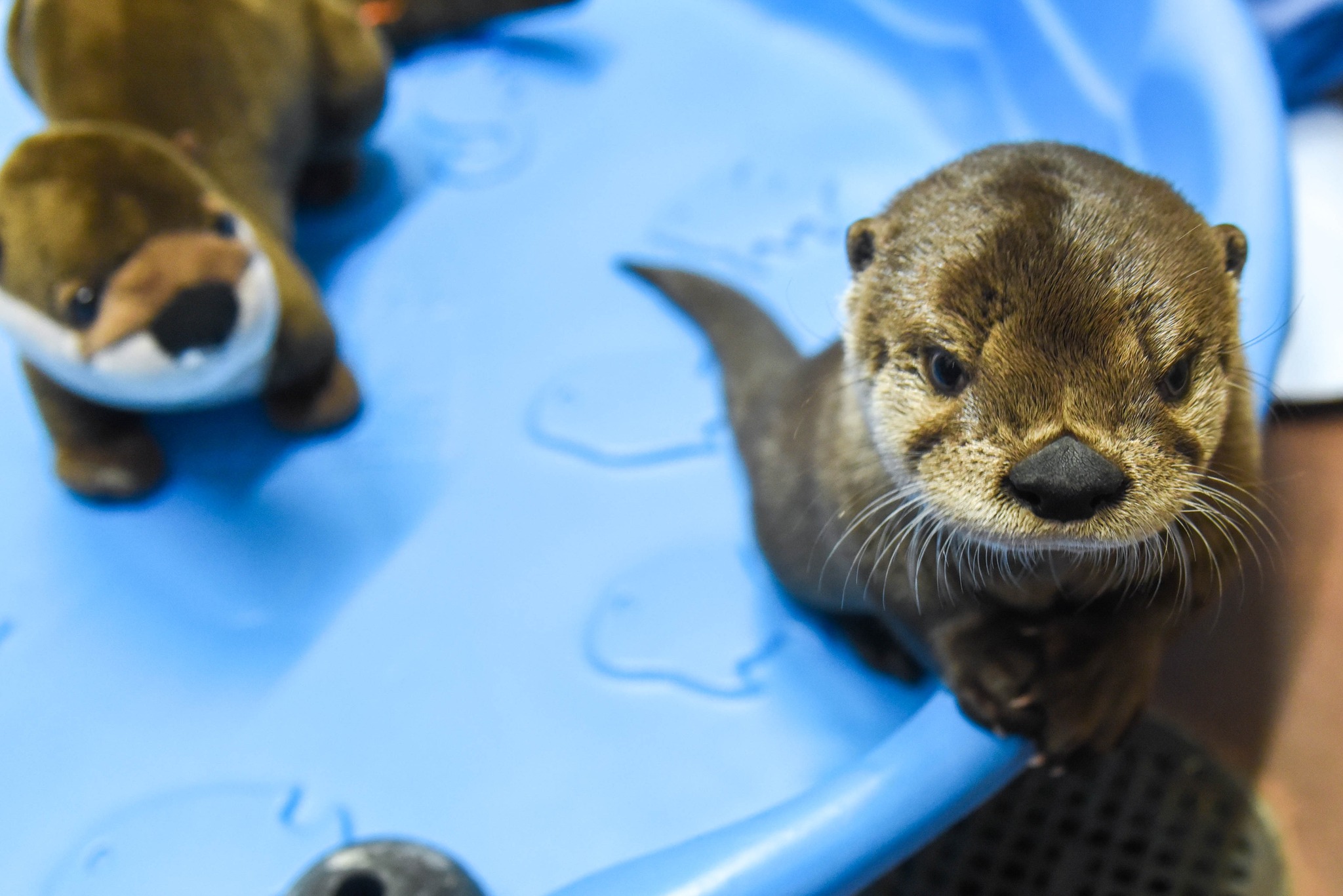 The Feel-Good: Five Great Things That Happened in Our Area This Month