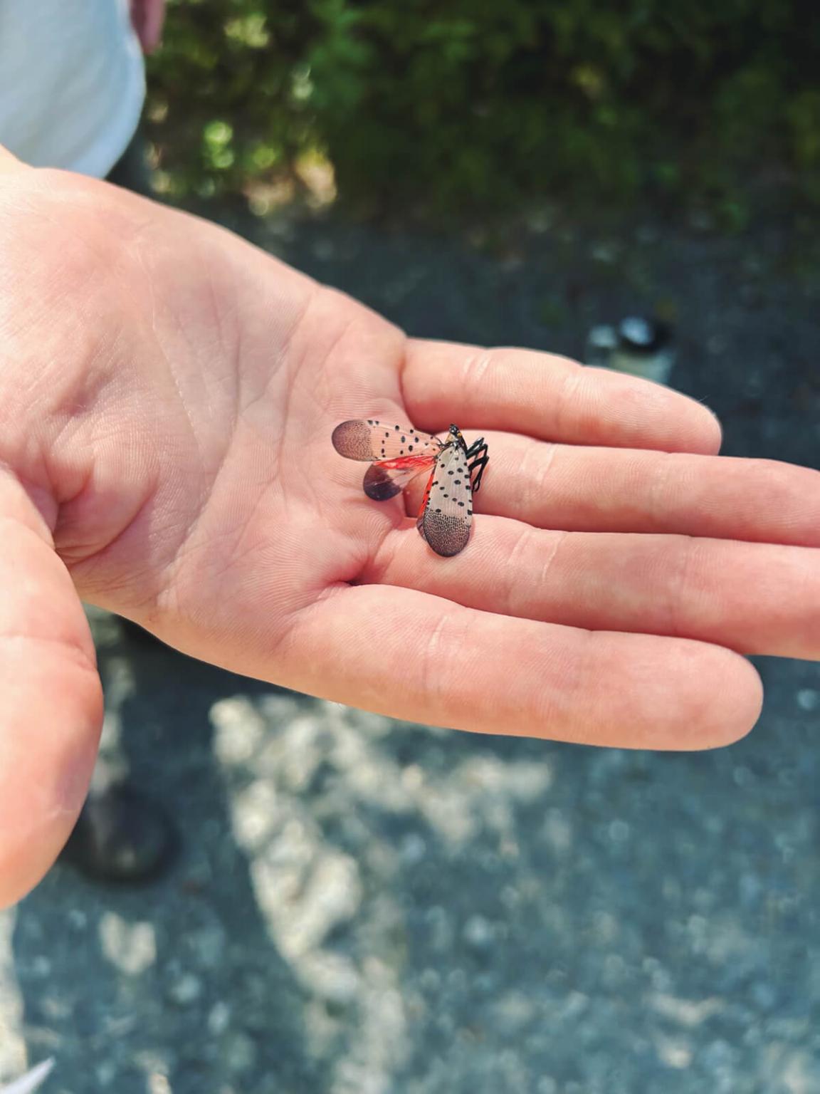For Better or Worse, the Spotted Lanternfly is Now Maryland’s Most ...