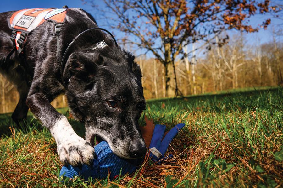 For the Lost or Missing in MD, These Search Dogs Really Are Humankind’s ...