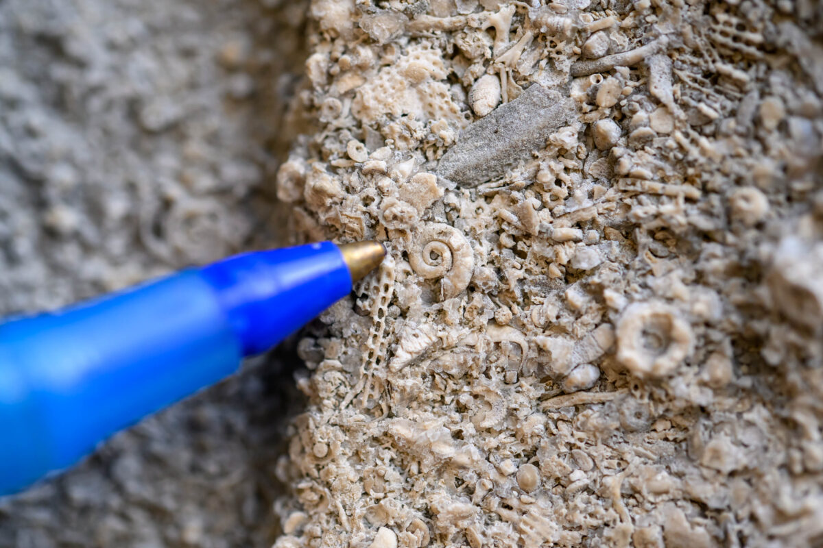 Fossils and Granite in Baltimore’s Downtown Buildings Reveal Earth’s ...