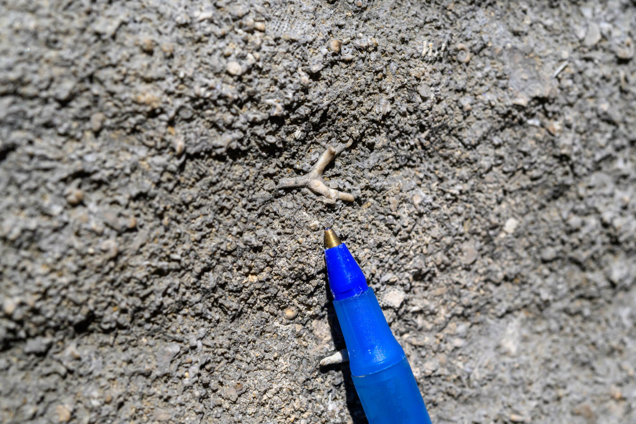 Fossils and Granite in Baltimore’s Downtown Buildings Reveal Earth’s ...