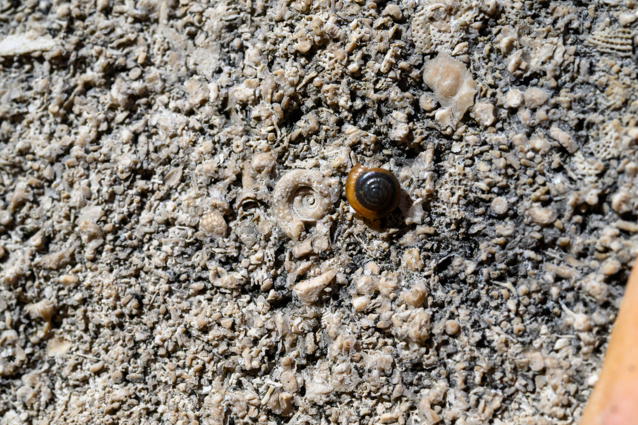Fossils and Granite in Baltimore’s Downtown Buildings Reveal Earth’s ...