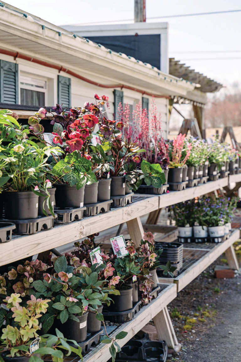 Fifteen Local Nurseries to Help Get Your Garden Growing