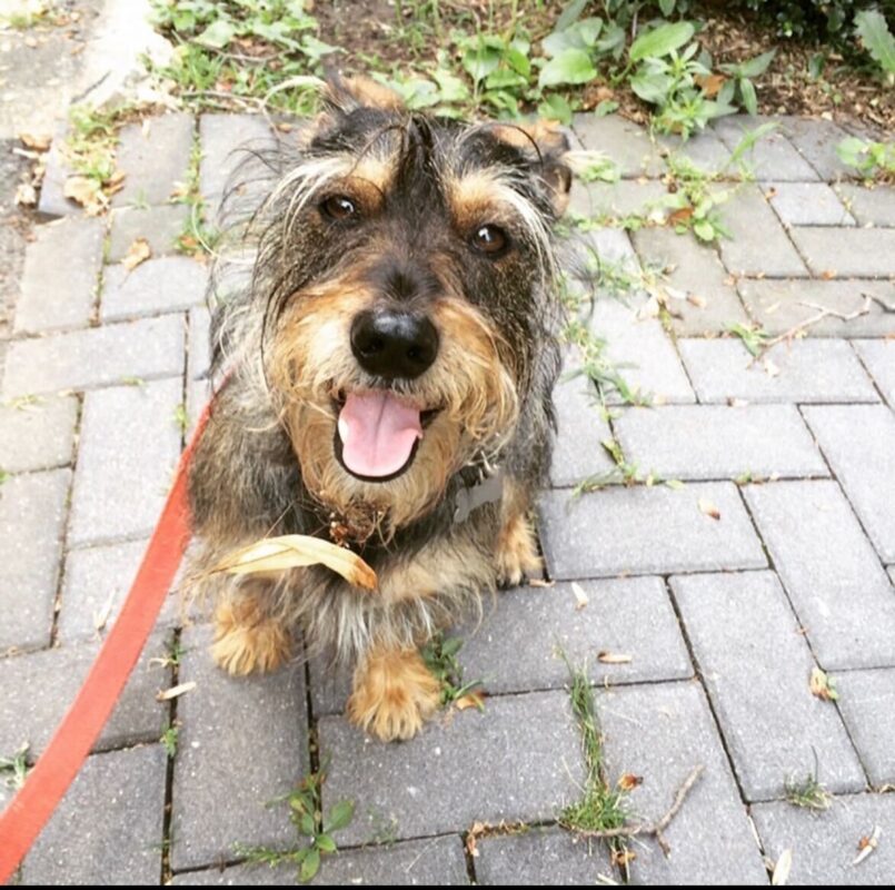 Essay: Euthanizing My 15-Year-Old Dog Was The Hardest Thing I’ve Ever Done