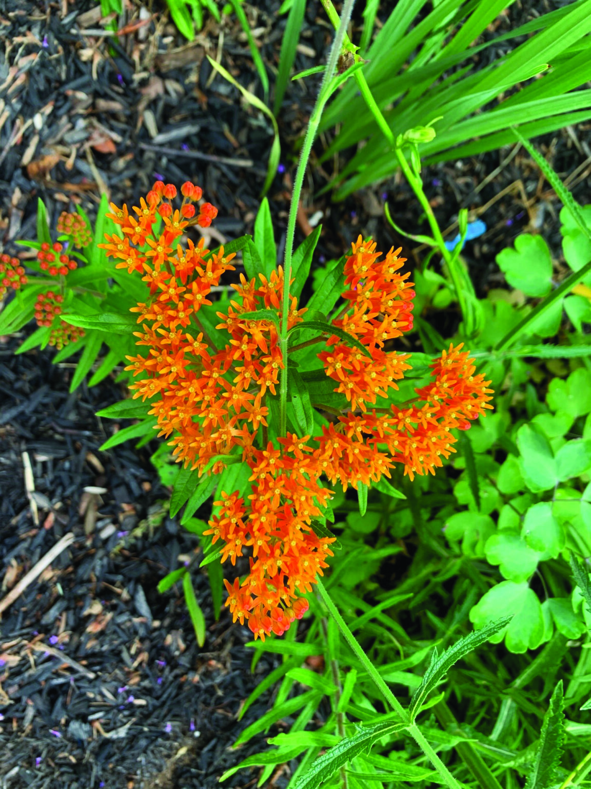 Adventures with Ava: Gardening with Native Plants